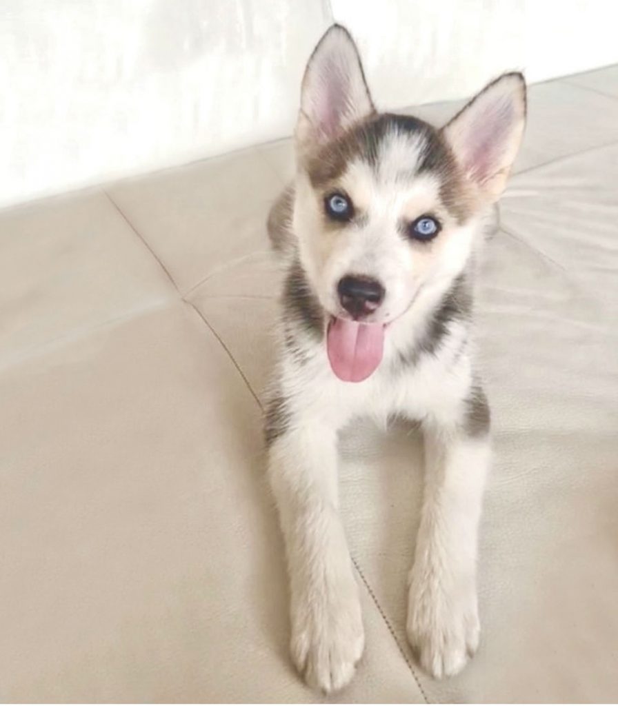 Zoom sur la race de chien des Pomsky